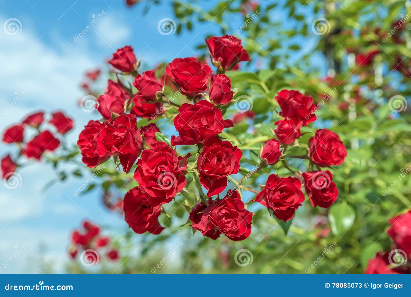 Bush Flowers Bloomed Red Roses Stock Image - Image of flower, nature ...