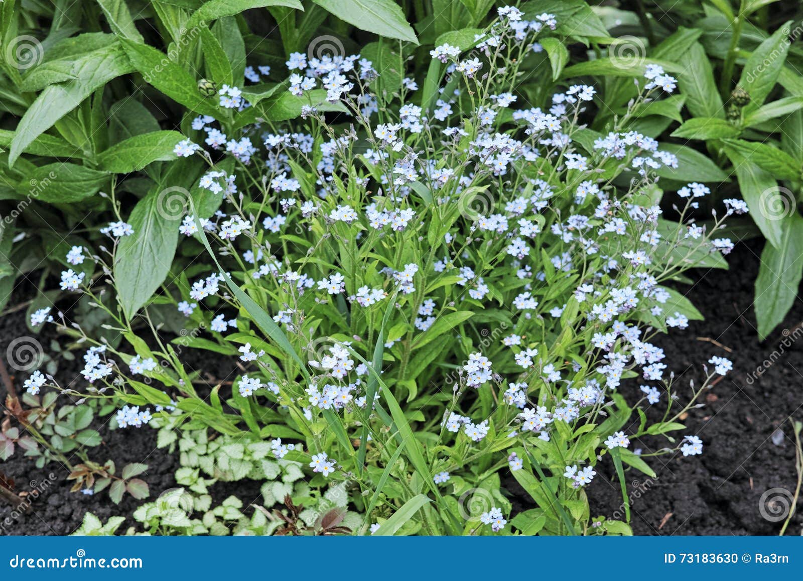 Bush flowers Forget-me-not stock photo. Image of tinkerbell - 73183630