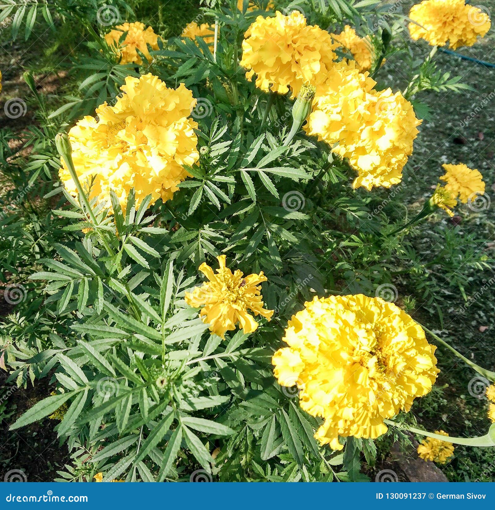 Bush with Flowers Marigolds. Stock Image - Image of orange, background ...