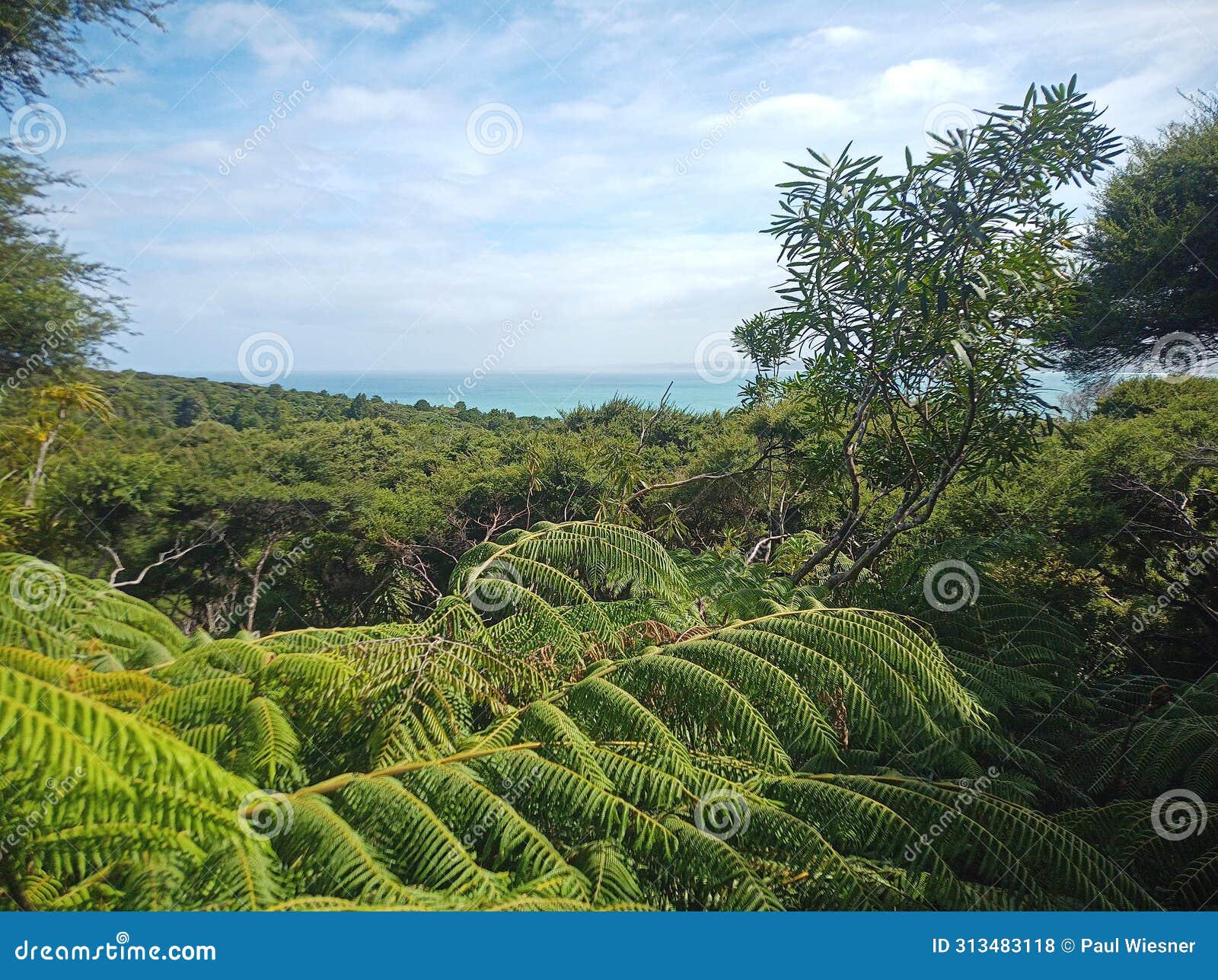 Bush Foliage Scrub Green Trees White Clouds Some Blue Ocean Stock Photo ...