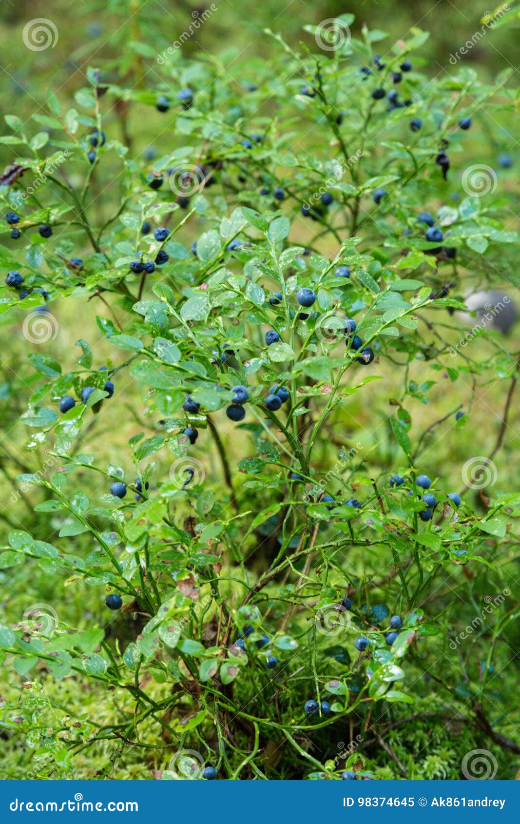 Bush forest berry stock image. Image of bush, vegetarian - 98374645