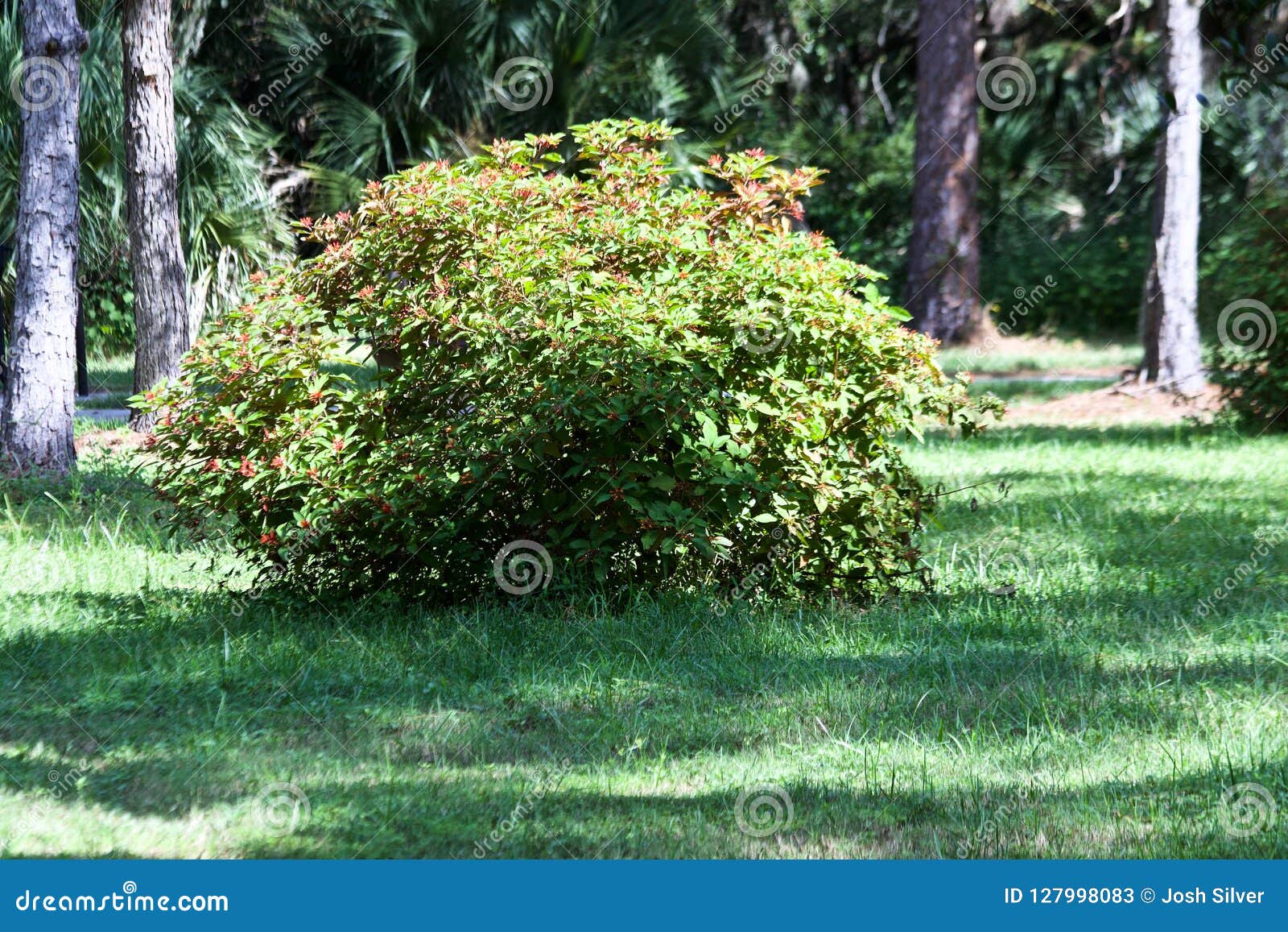 Bush in the forest. stock image. Image of brown, plant - 127998083