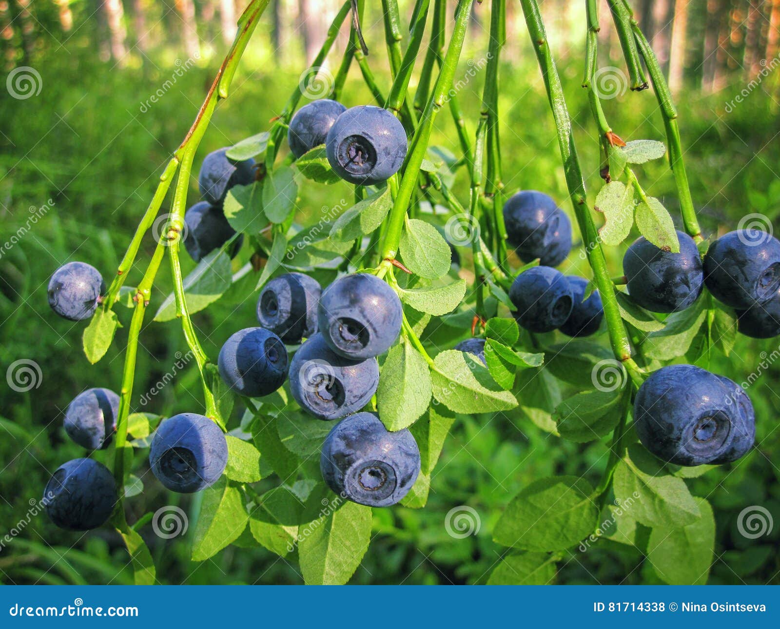 Bush Forest Wild Blueberry with Ripe Blue Berries on Summer Stock Photo ...