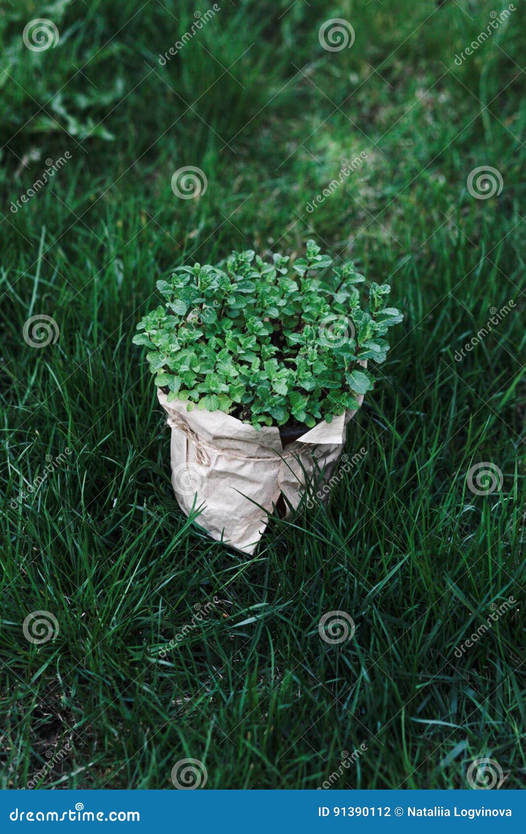 Bush of Fragrant Mint in Pot on the Green Grass Stock Photo - Image of ...