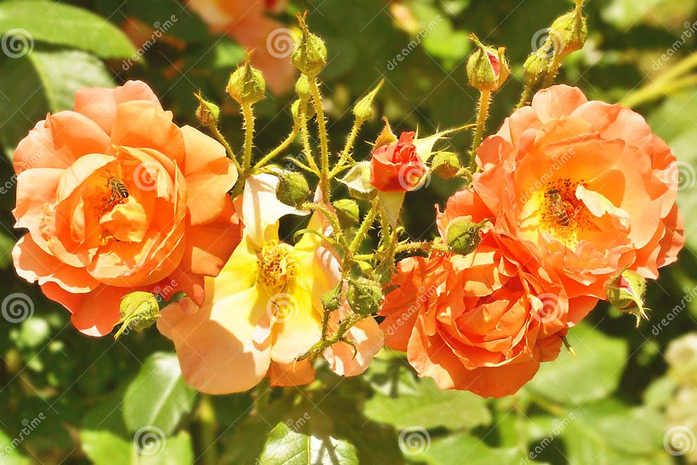 Bush of fresh orange roses stock photo. Image of feelings - 35895838