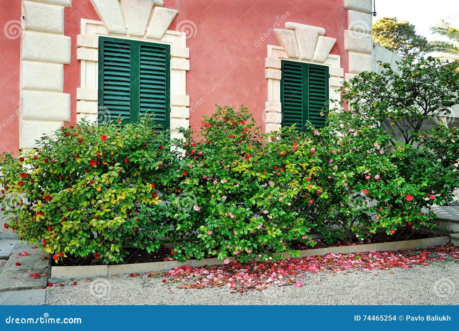 Bush in Front of Facade with Window and Shutters in Italy Stock Photo ...