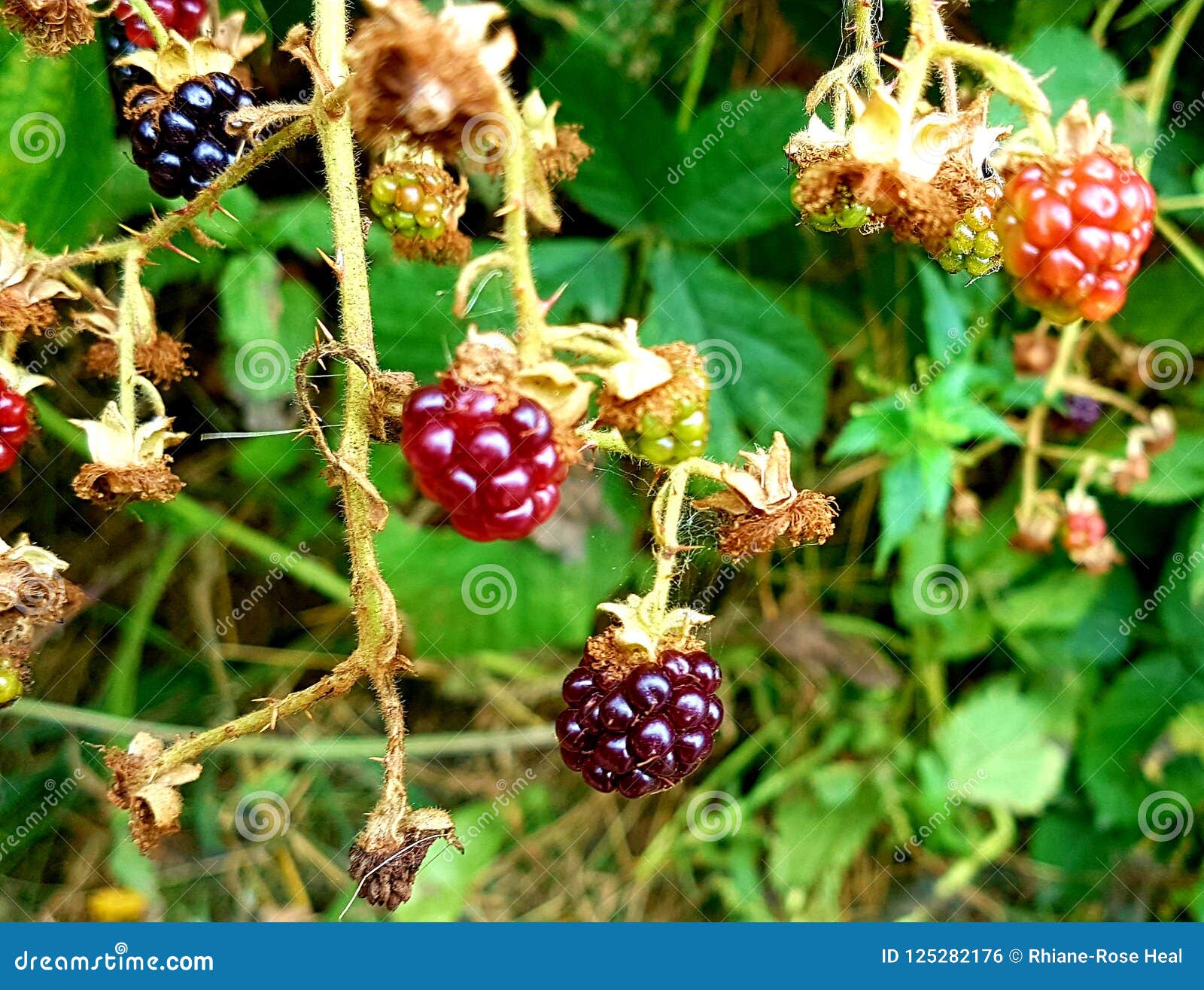 Overgrown Blackberries on a Bramble Bush Stock Photo - Image of bush ...