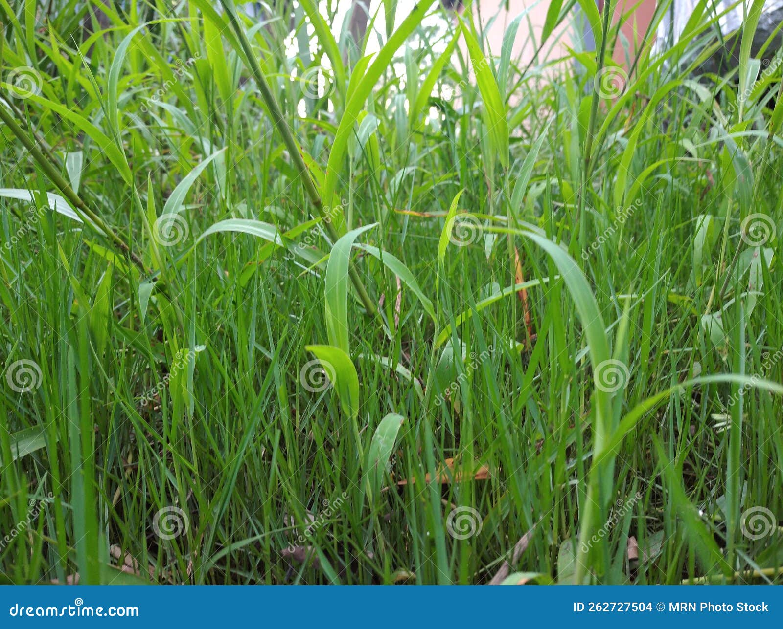 A bush full of greenery stock photo. Image of crop, grassland - 262727504