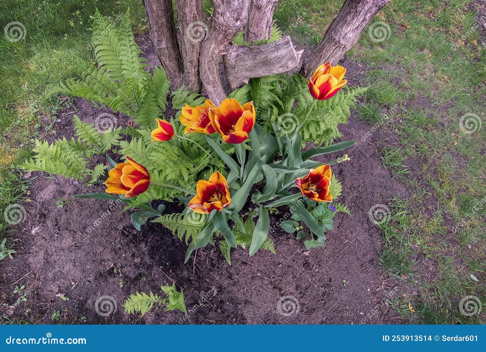 Tulips stock photo. Image of beautiful, nature, garden - 253913514