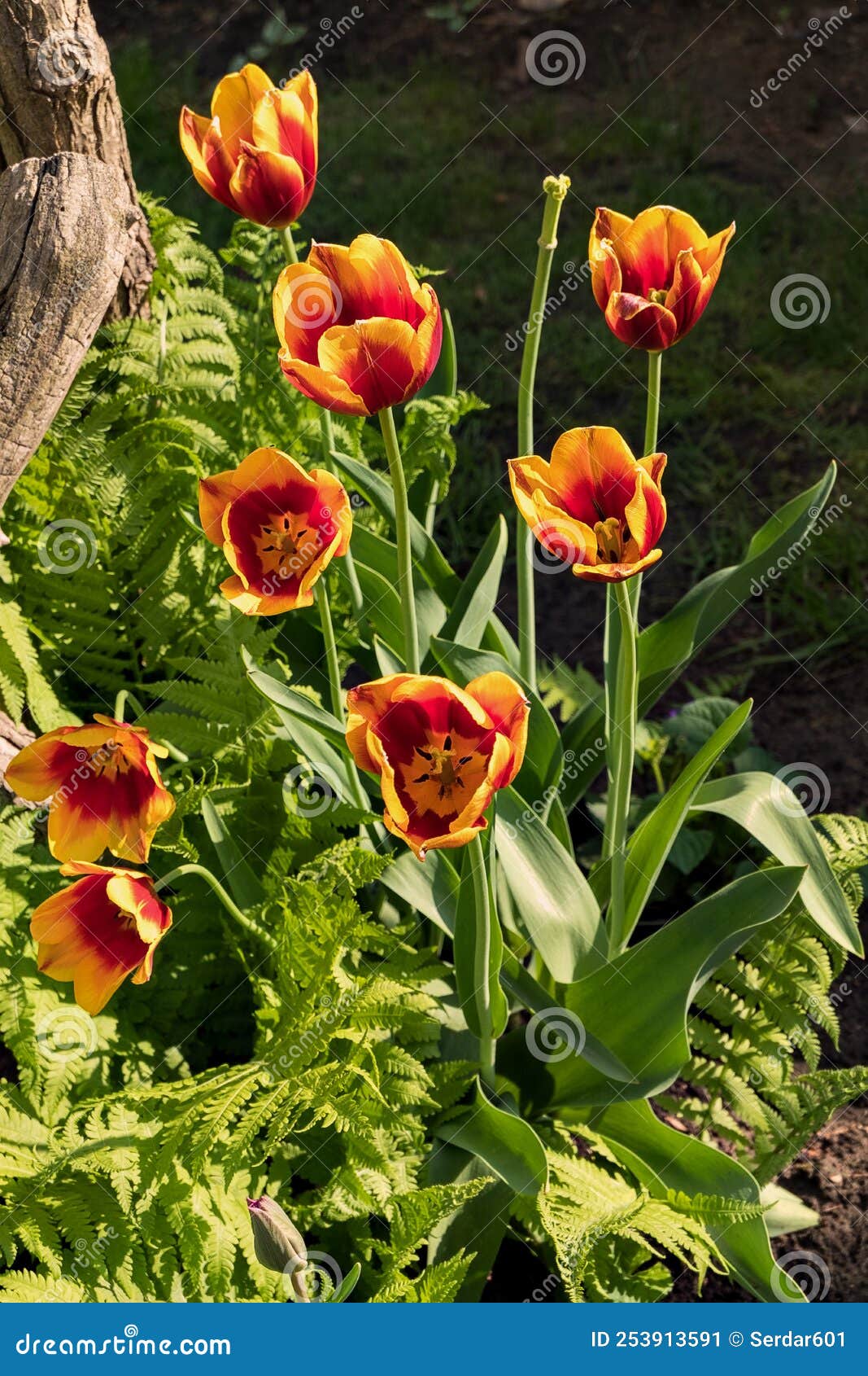 Tulips stock image. Image of season, yellow, garden - 253913591
