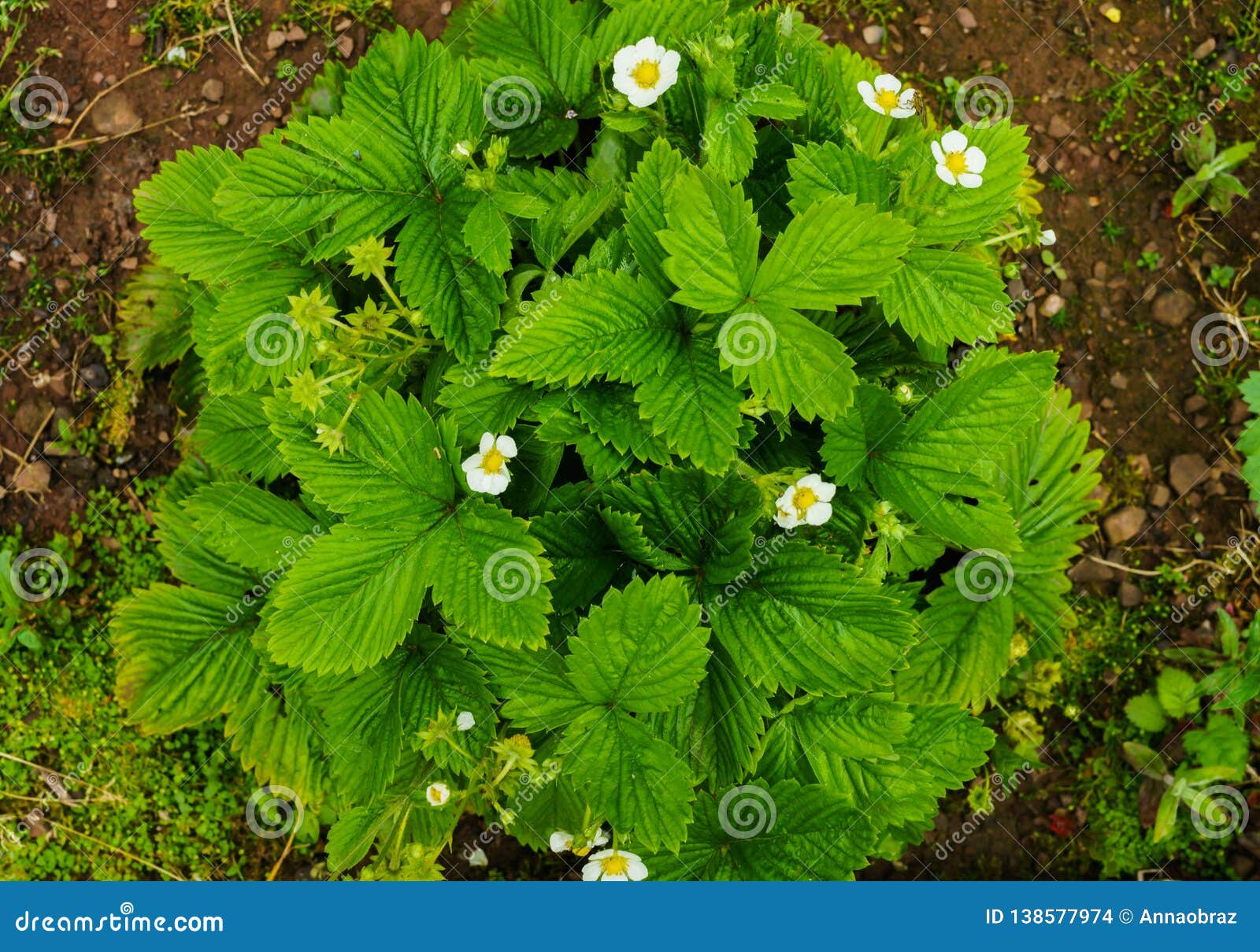 A Bush of Garden Strawberries in a Garden Garden Stock Photo - Image of ...