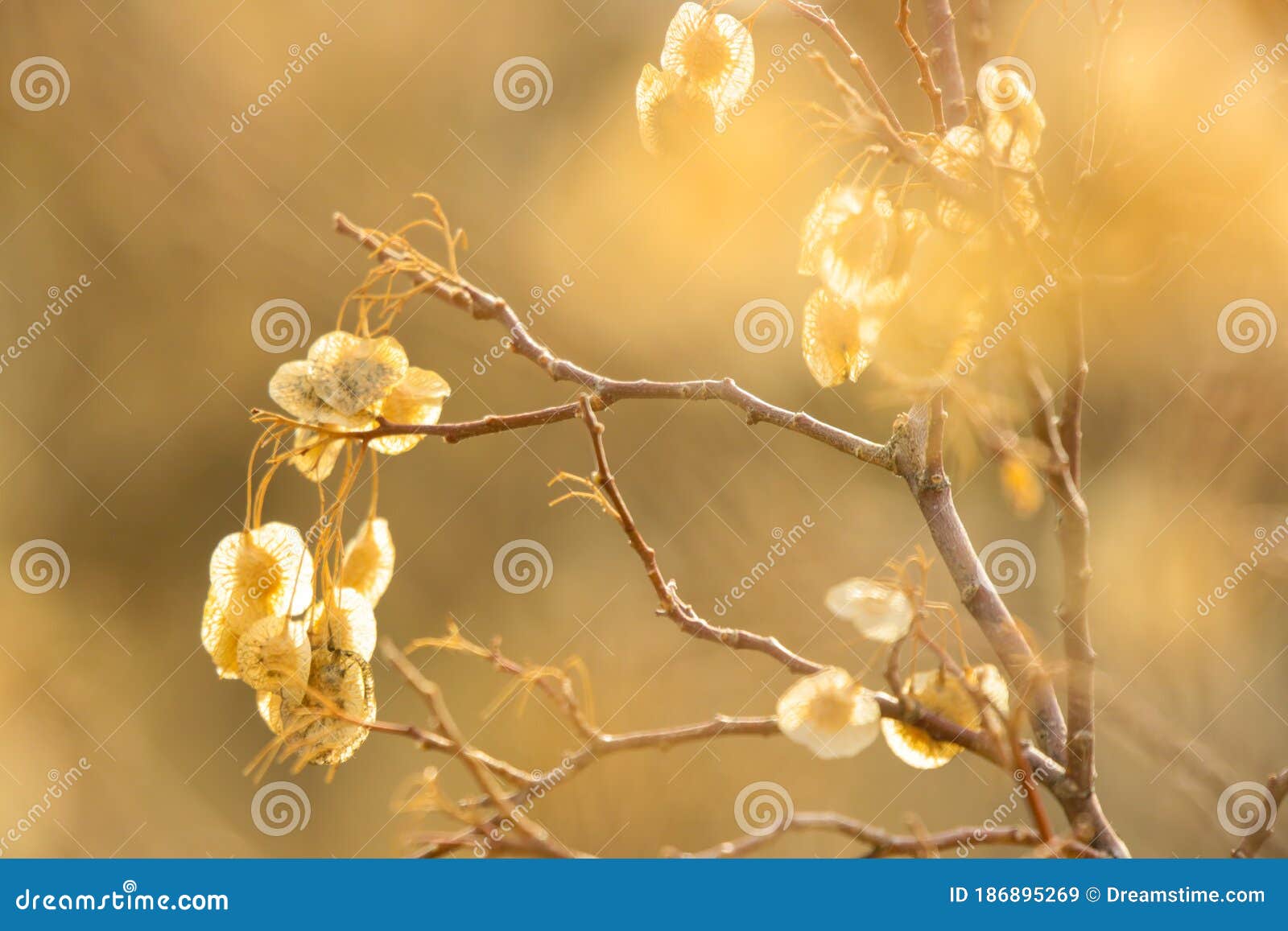 Golden seed pods stock image. Image of alive, nature - 186895269