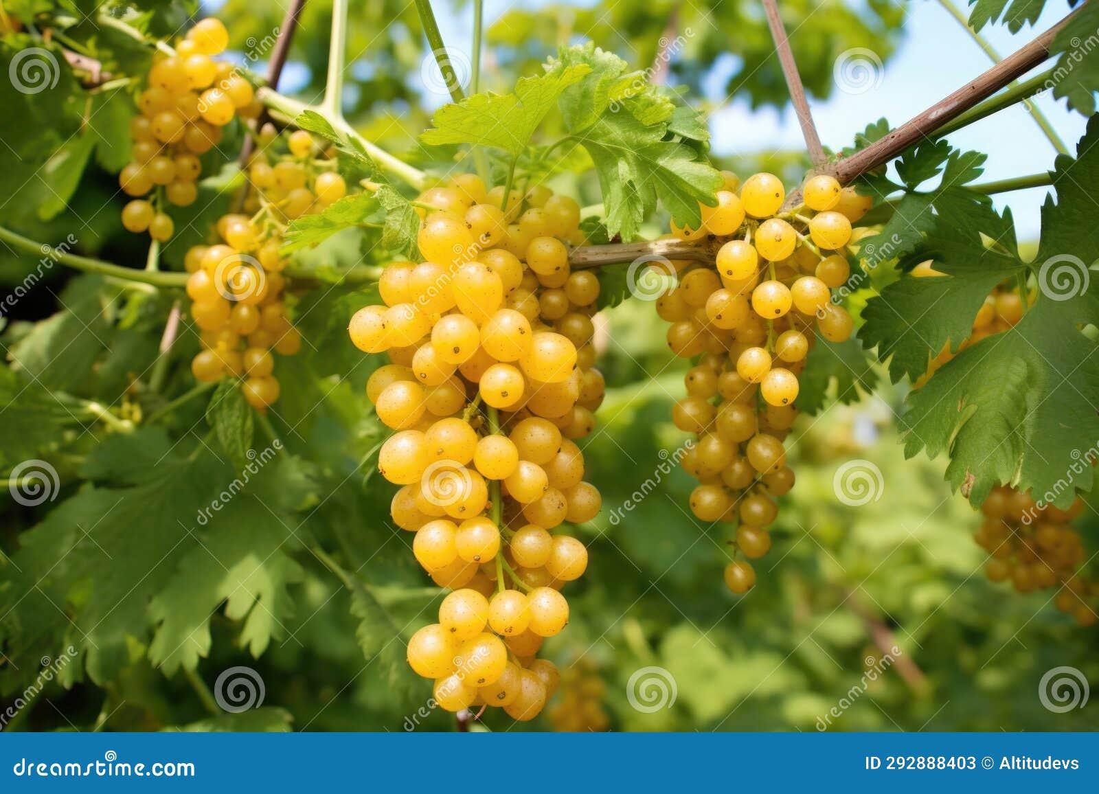 A Bush of Gooseberries with Bright Yellow Ready-to-harvest Fruit Stock ...
