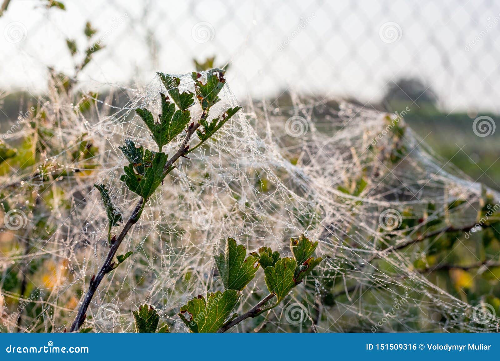 A Bush of Gooseberries with Leaves, Entangled by a Thick Web_ Stock ...