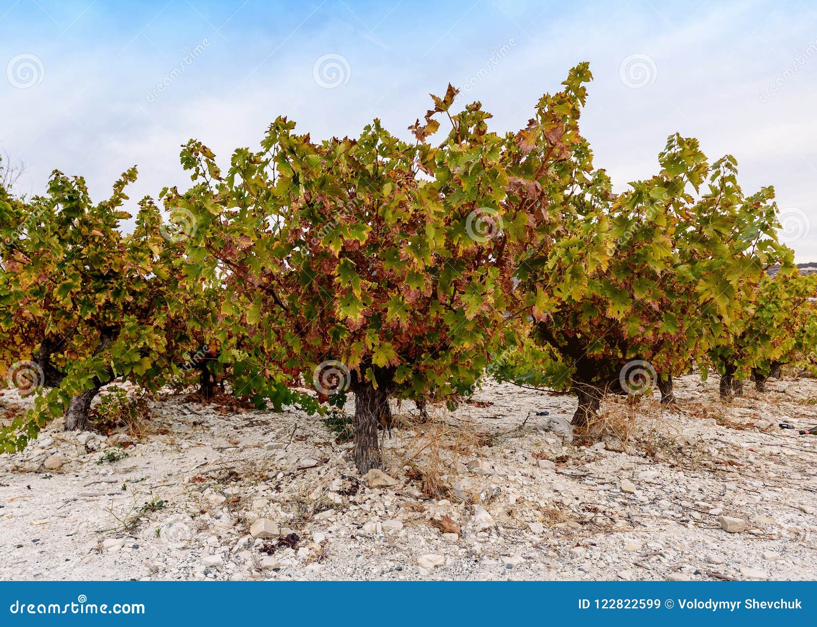 Bush of grape stock image. Image of italy, rural, bush - 122822599