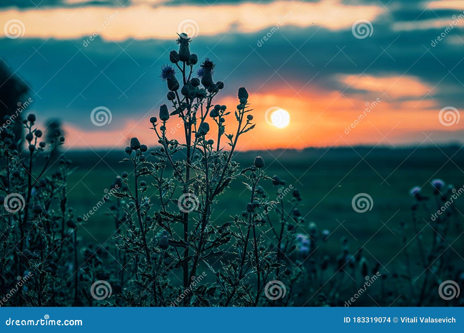 Bush Grass Against the Setting Sun Over the Horizon Stock Photo - Image ...