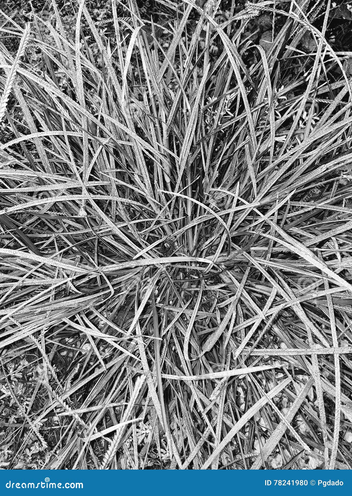 Bush of Grass in Black and White Stock Photo - Image of grassland ...