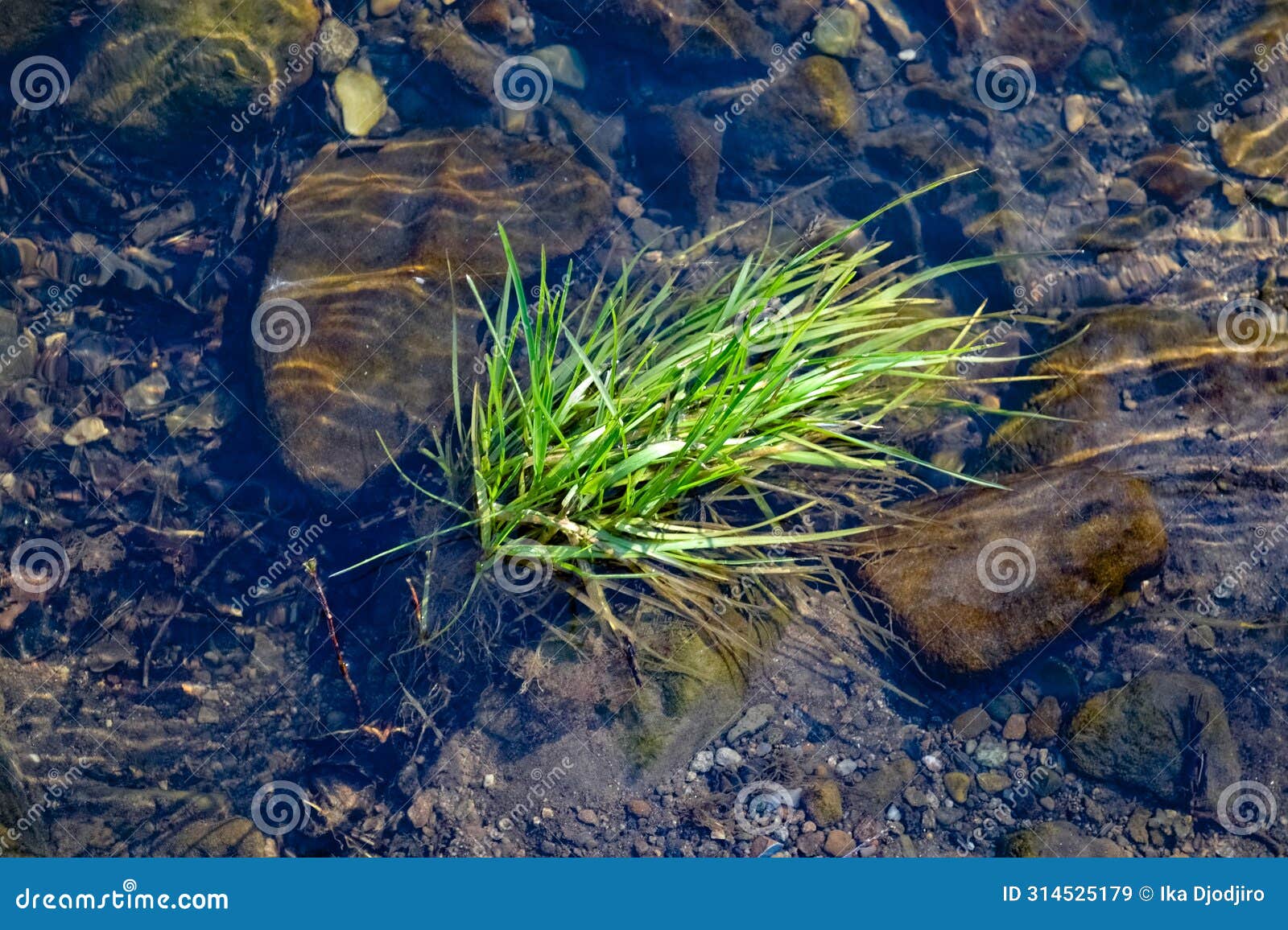 Grass in the river stock image. Image of creek, water - 314525179