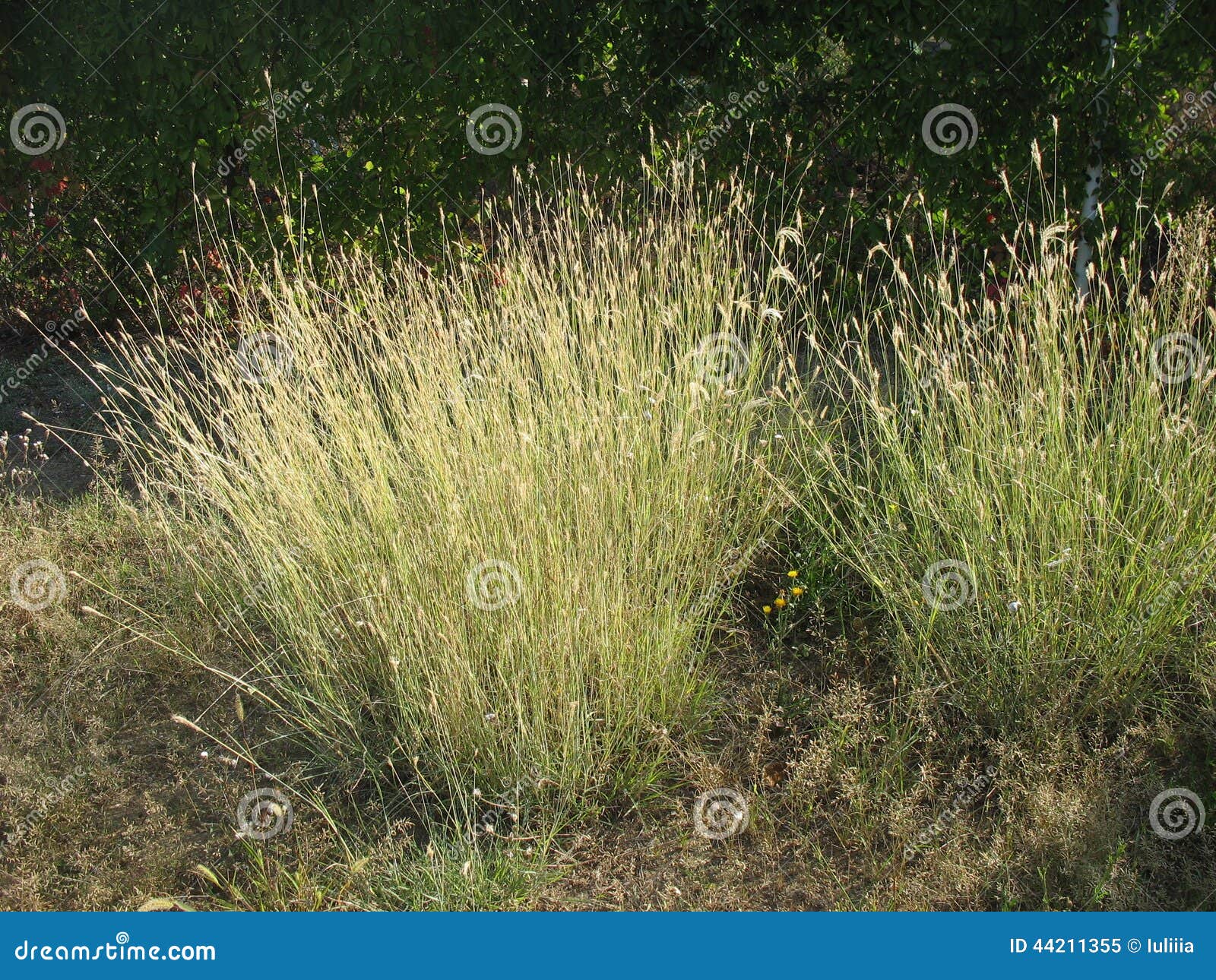Bush grass stock image. Image of bush, spike, light, rays - 44211355