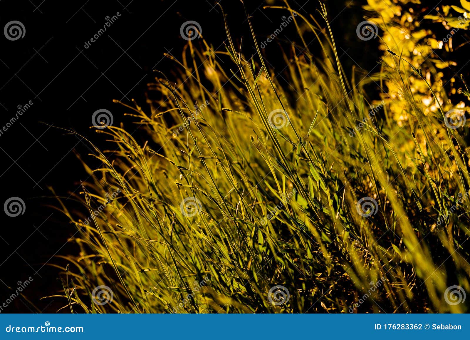 Bush of Grass with the Sun in Backlight Stock Photo - Image of cloud ...