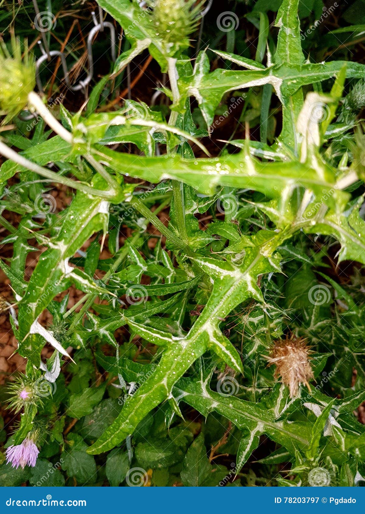 Bush of grass stock image. Image of greenery, vegetation - 78203797