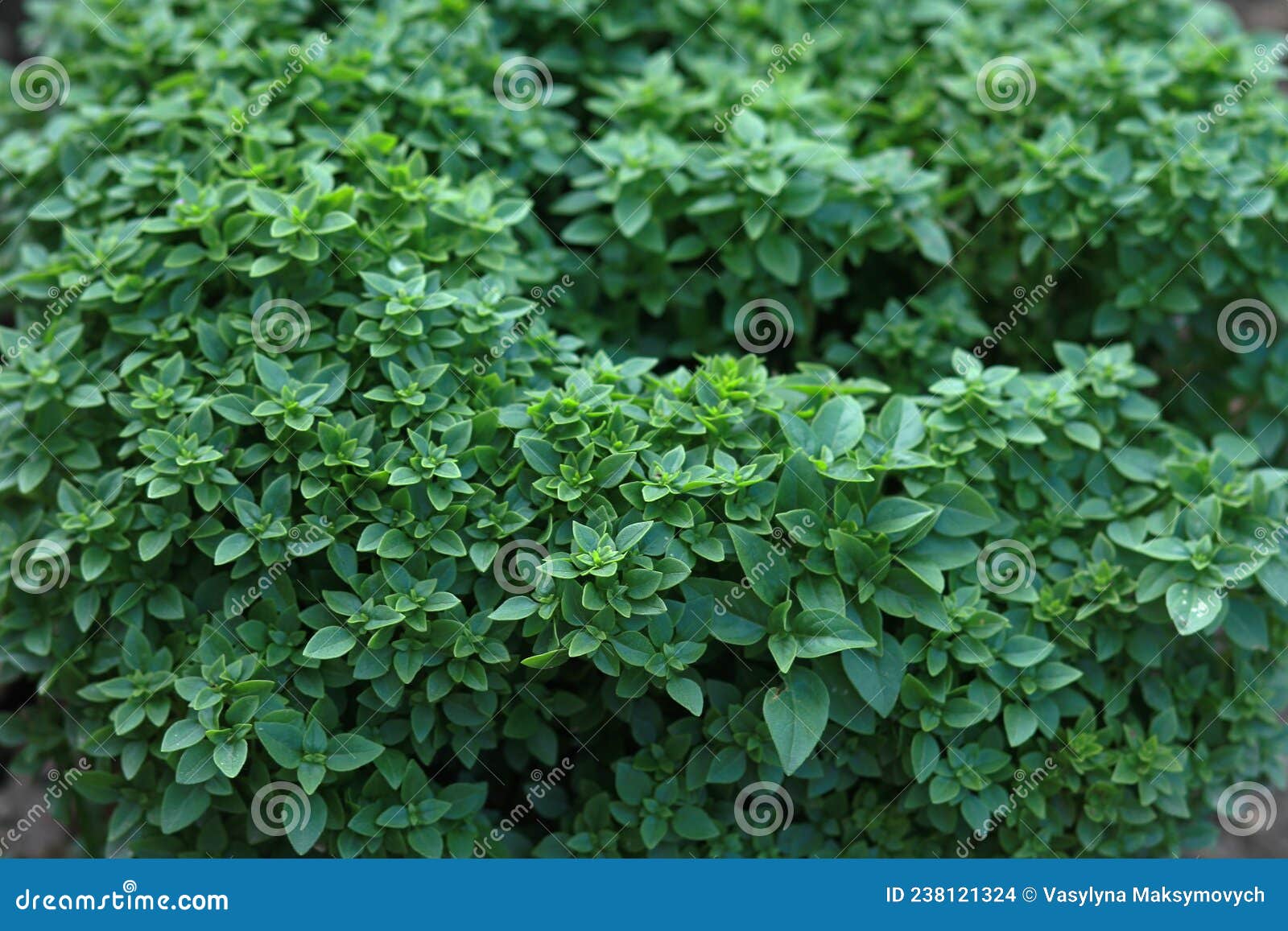 Bush of Greek Basil in the Garden. Green Bush Stock Photo - Image of ...