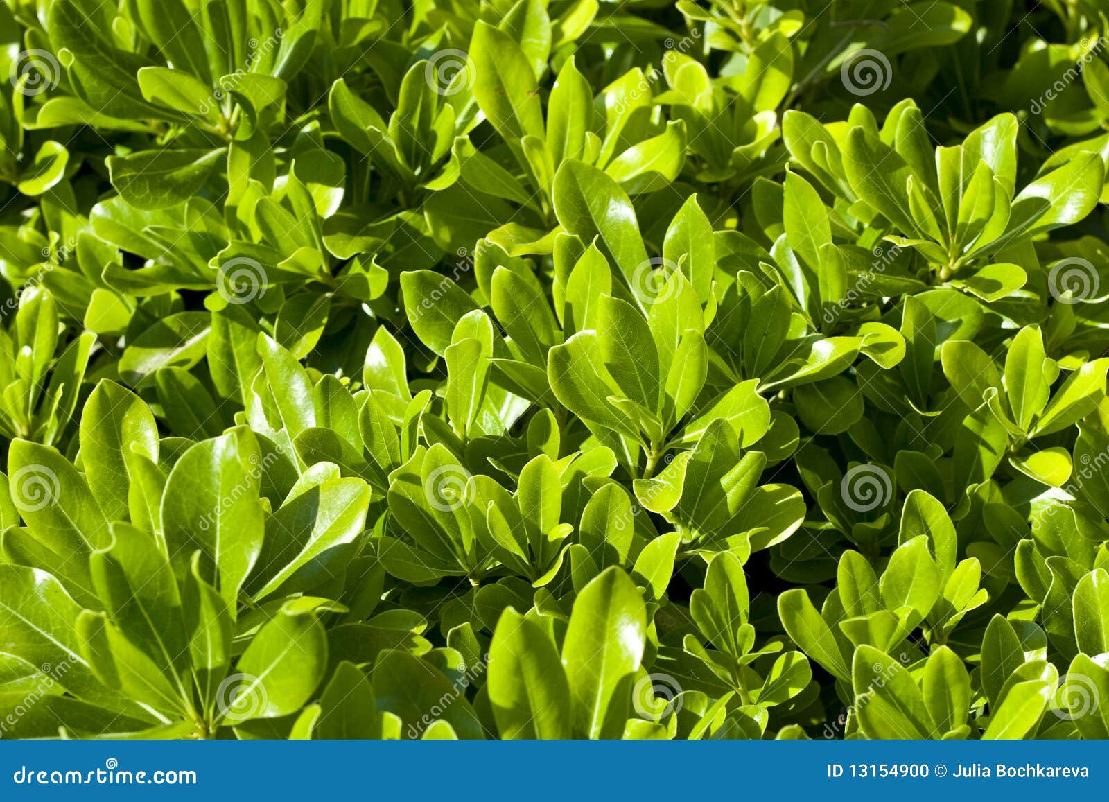 Bush green background stock photo. Image of flora, bush - 13154900