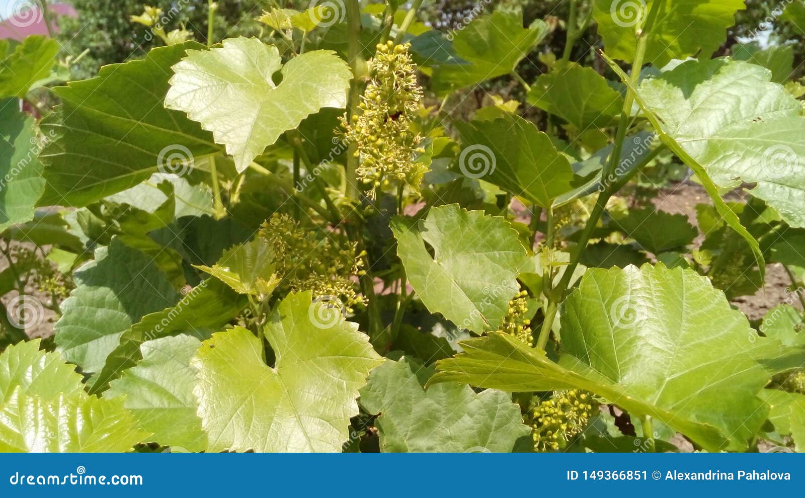 Bush of Green grapes stock image. Image of clouds, nature - 149366851