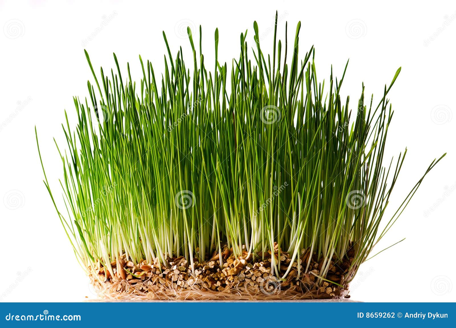 Bush of green grass stock photo. Image of bright, bunch - 8659262