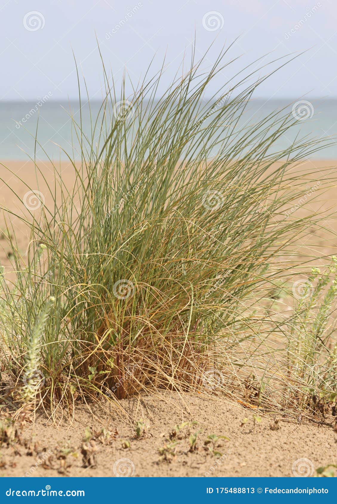 Bush of Green Grass on the Beach Stock Image - Image of bush, nature ...