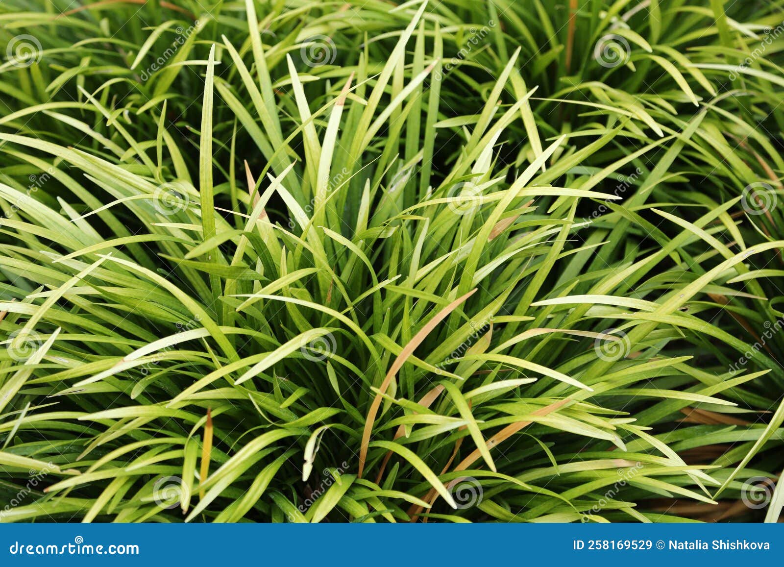 A Bush of Green Grass Close-up. Stock Image - Image of garden ...