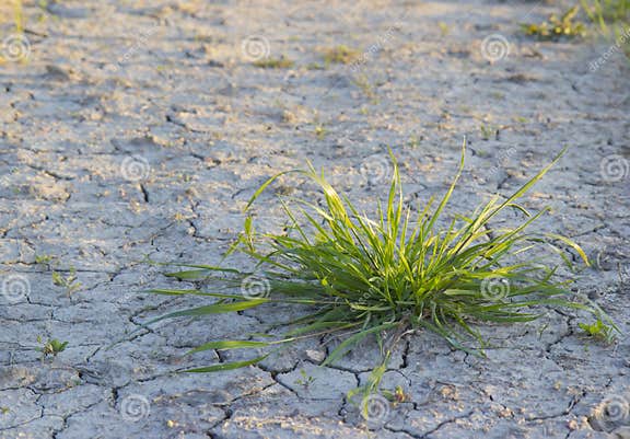 Bush of Green Grass and the Dry Earth. Stock Photo - Image of gray ...