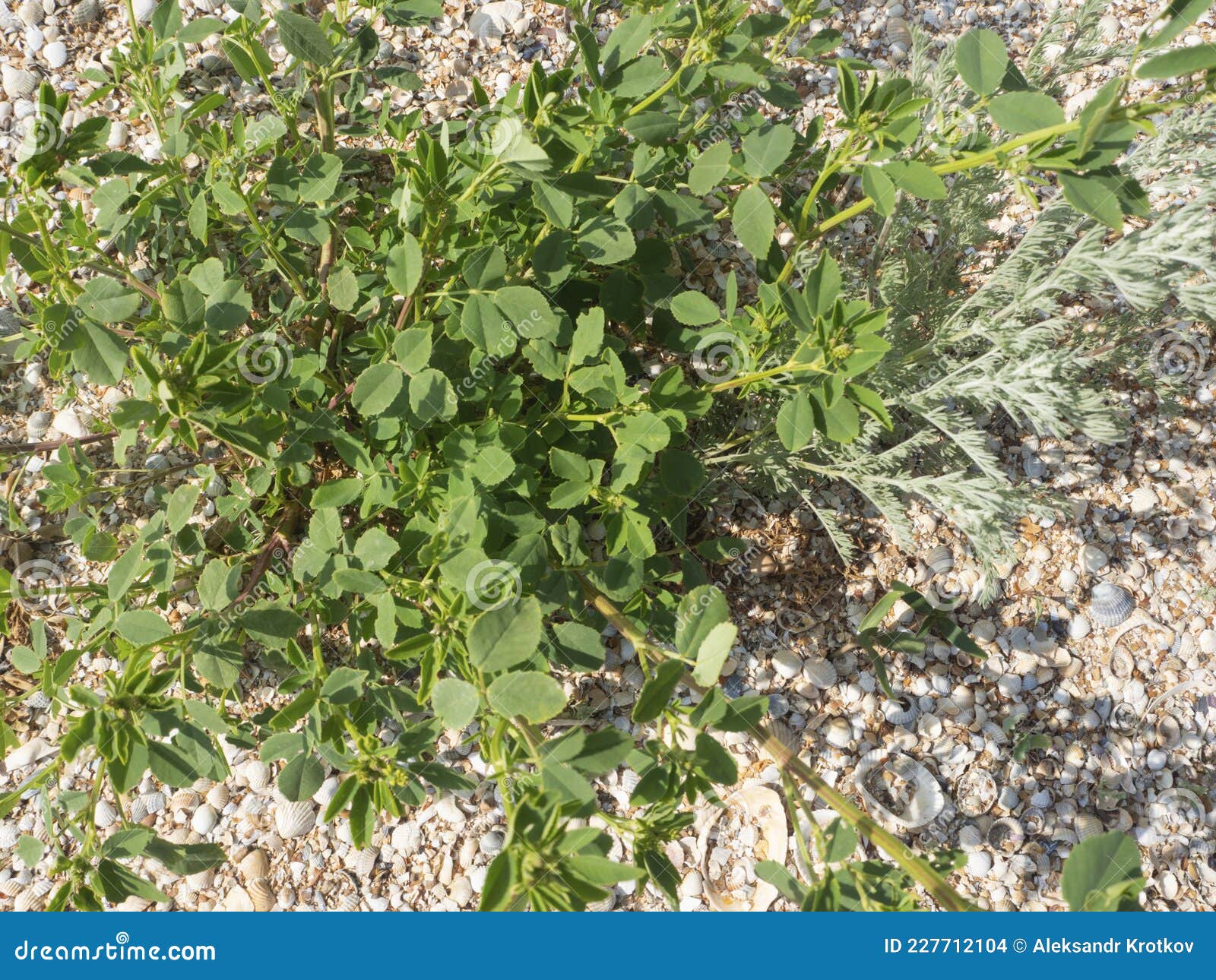 A Bush of Green Grass Grows on Shells and Sand Stock Photo - Image of ...