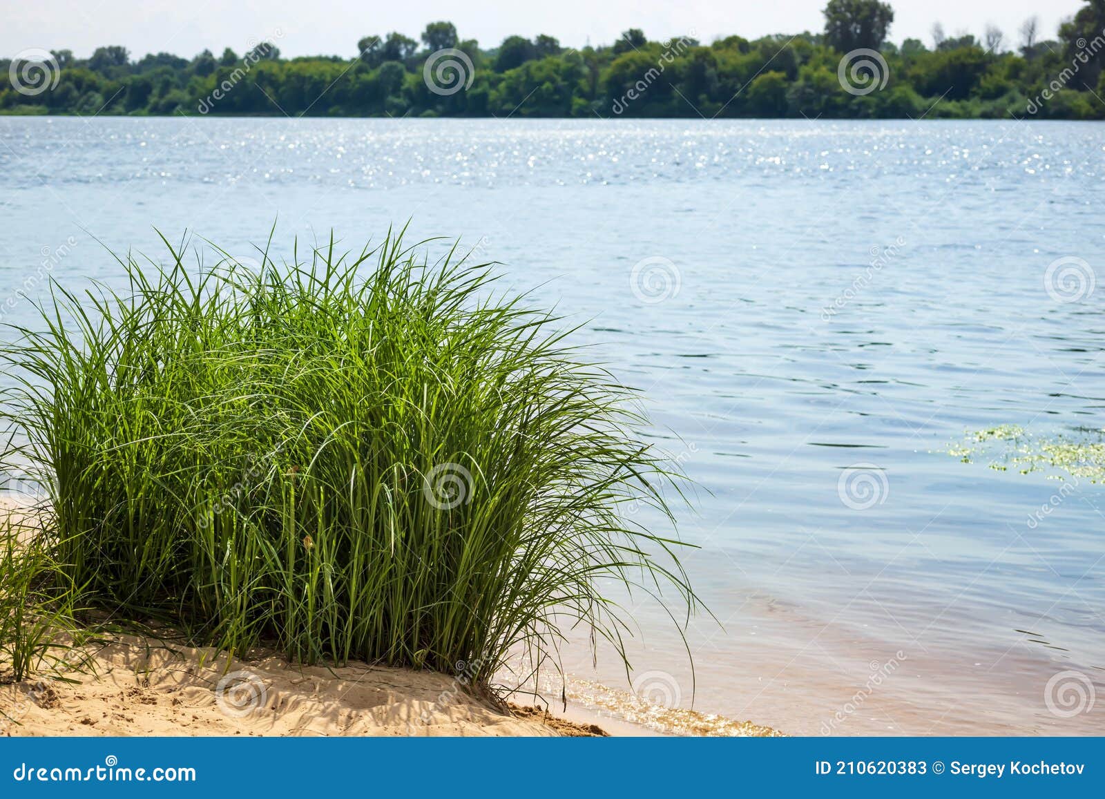 Bush of Green Grass by the River on a Sunny Day Stock Image - Image of ...