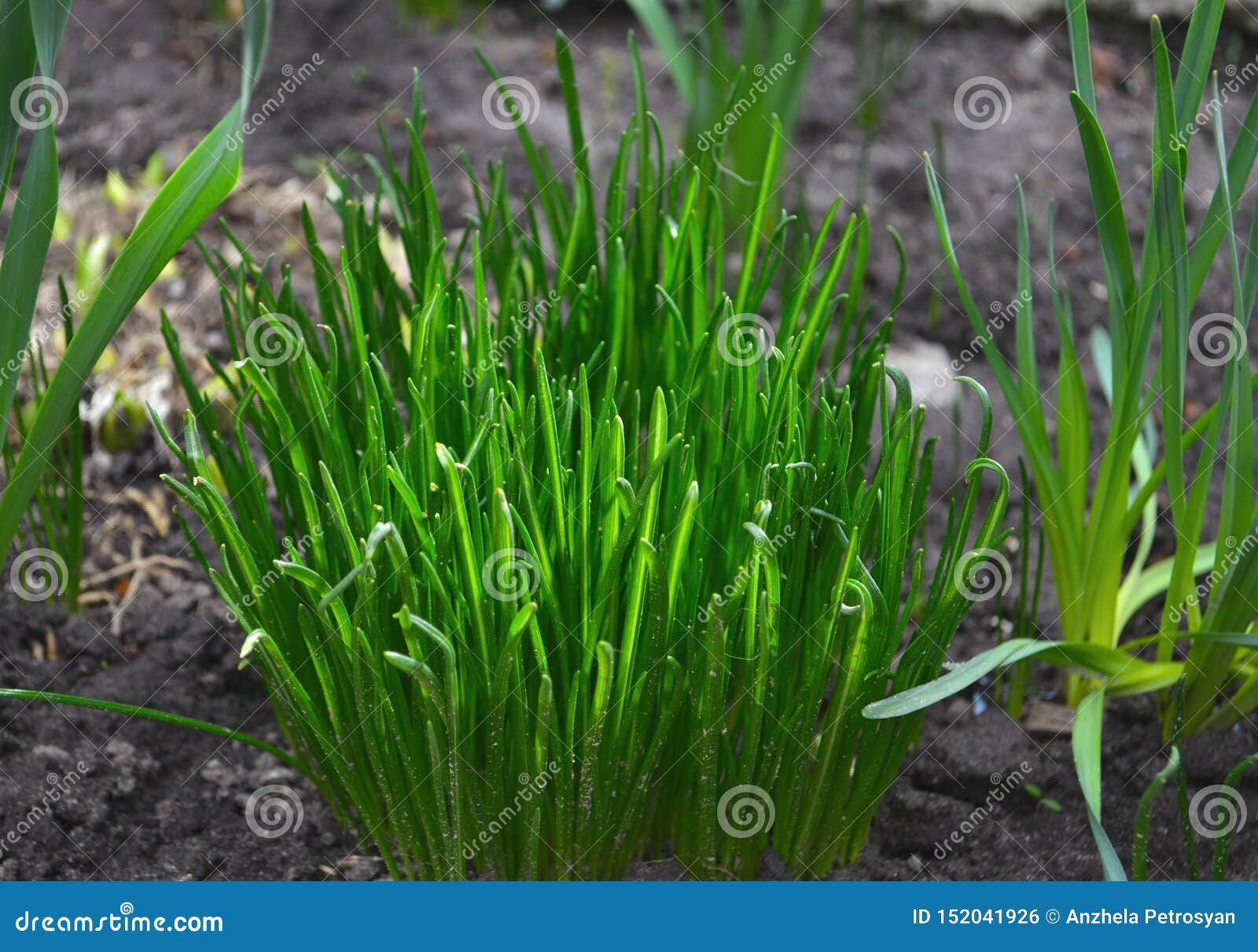 Bush Green Grass. Spring Grass Stock Photo - Image of bush, mowing ...