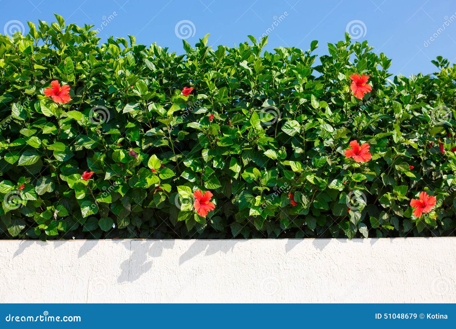 Green Hedge Or Plants Wall With Wood Plank Background Royalty-Free ...