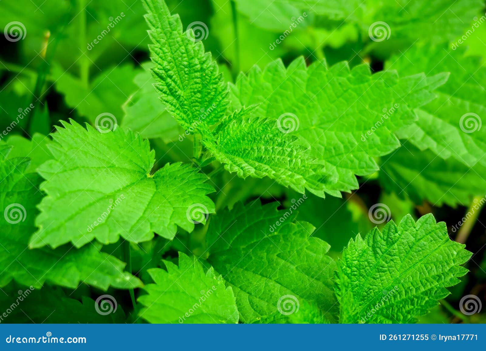 Bush of Green Nettle Grows in the Garden Stock Image - Image of tree ...