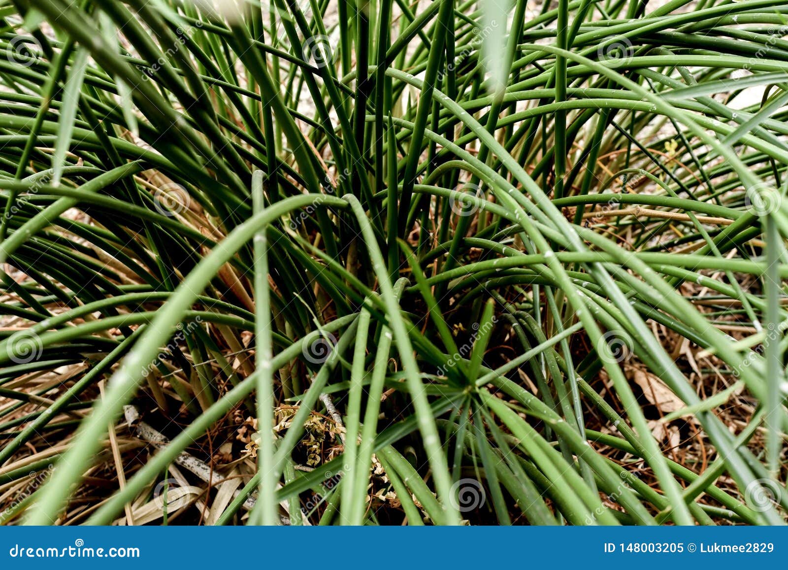 Papyrus plants stock image. Image of bunch, detail, botanical - 148003205