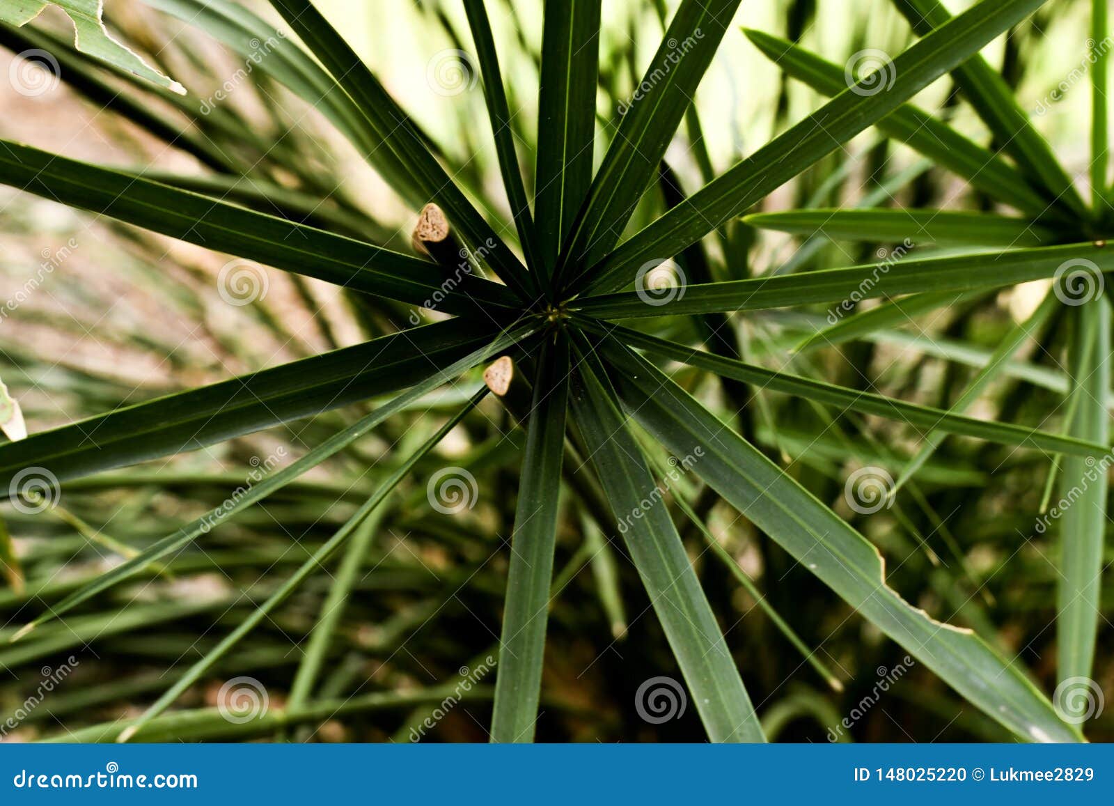 Papyrus plants stock photo. Image of complete, asia - 148025220