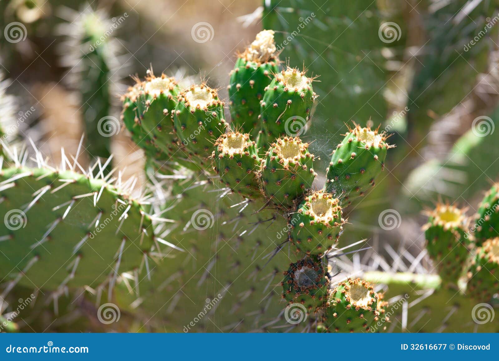 Bush Green Prickly Cactus with Spider Web Stock Image - Image of plant ...