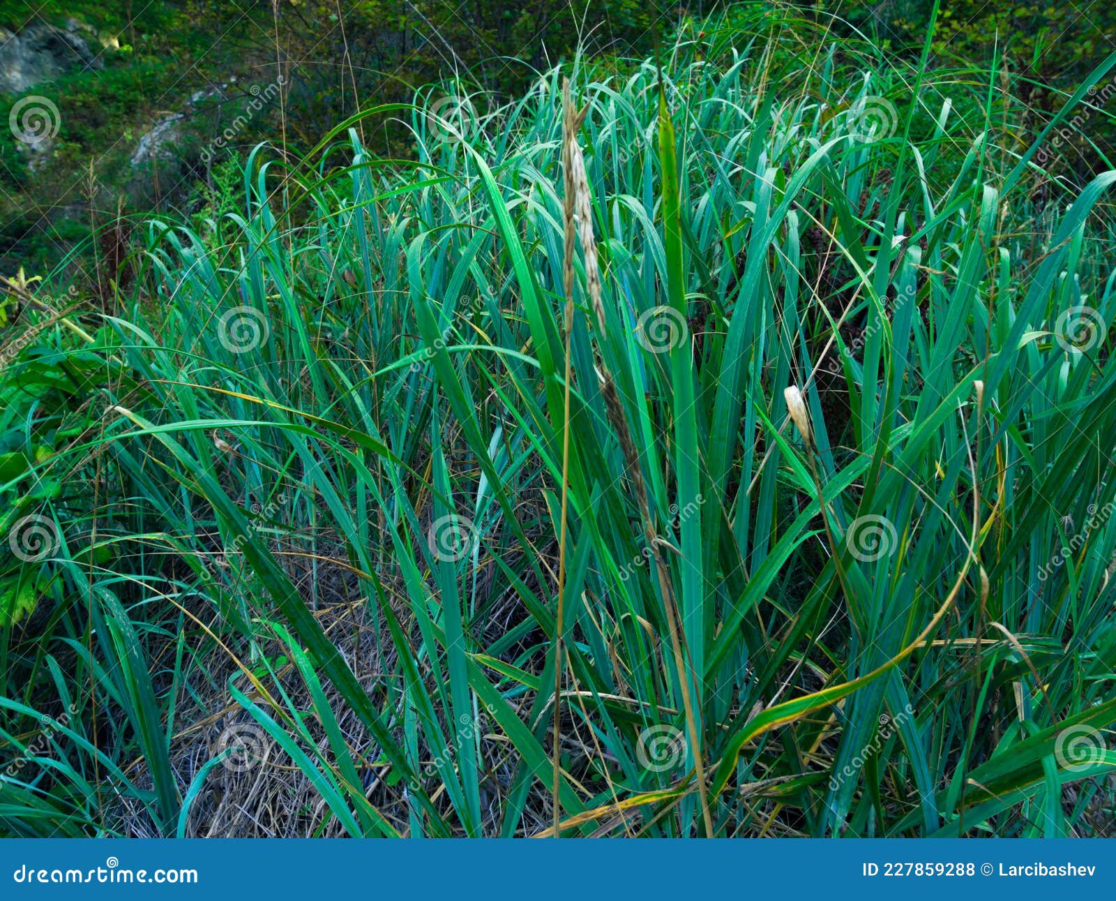 Bush of green sedge. stock photo. Image of growth, stripe - 227859288