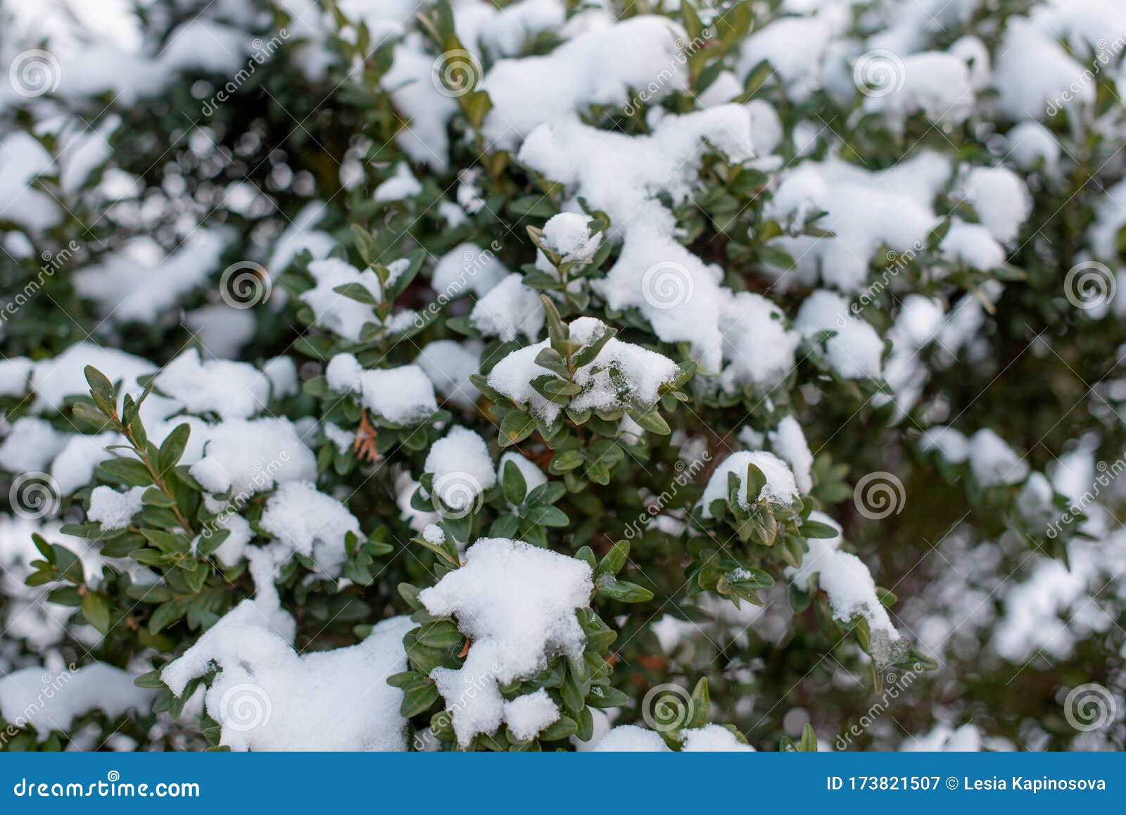 Bush Green Snow. Snow on a Green Bush Stock Image - Image of frozen ...
