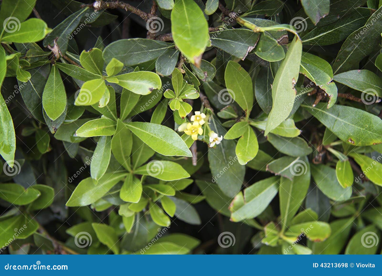 Bush of green tea stock photo. Image of leaves, hill - 43213698
