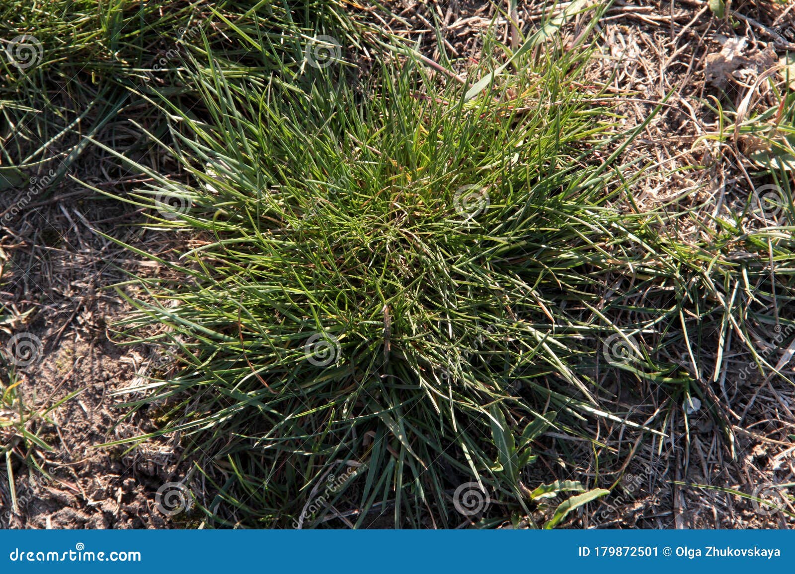 A Bush of Green Thin Grass. on the Hill a Bush Stock Image - Image of ...