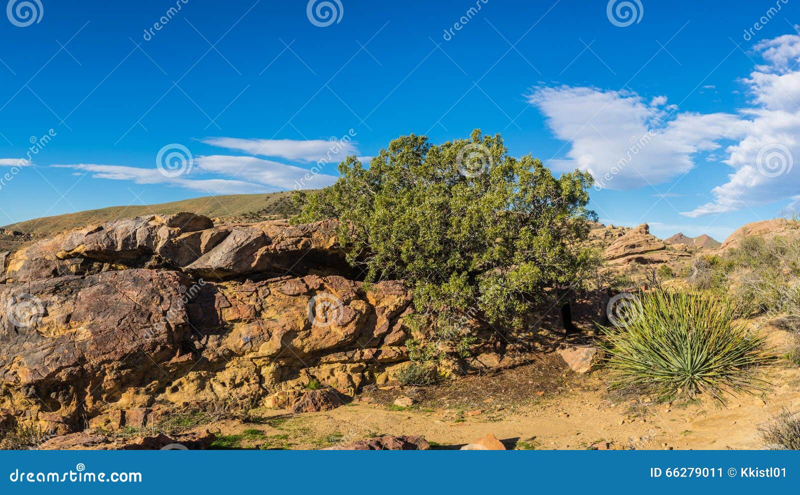 Bush Growing in Rock Boulder Stock Image - Image of national, outdoors ...