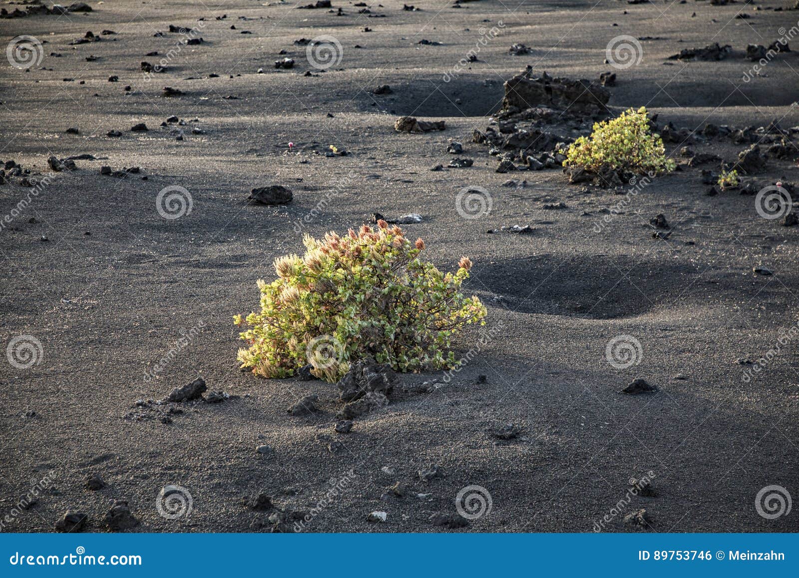 Bush Grows on Volcanic Lapilli Eart in Timanfaya National Park Stock ...