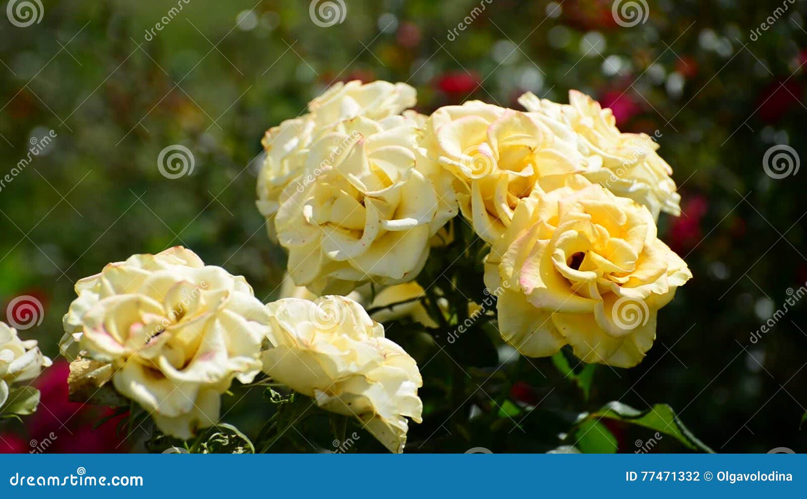 Bush Gula Rosor I Blomsterrabatten Arkivfilmer - Video av steg, droppar ...