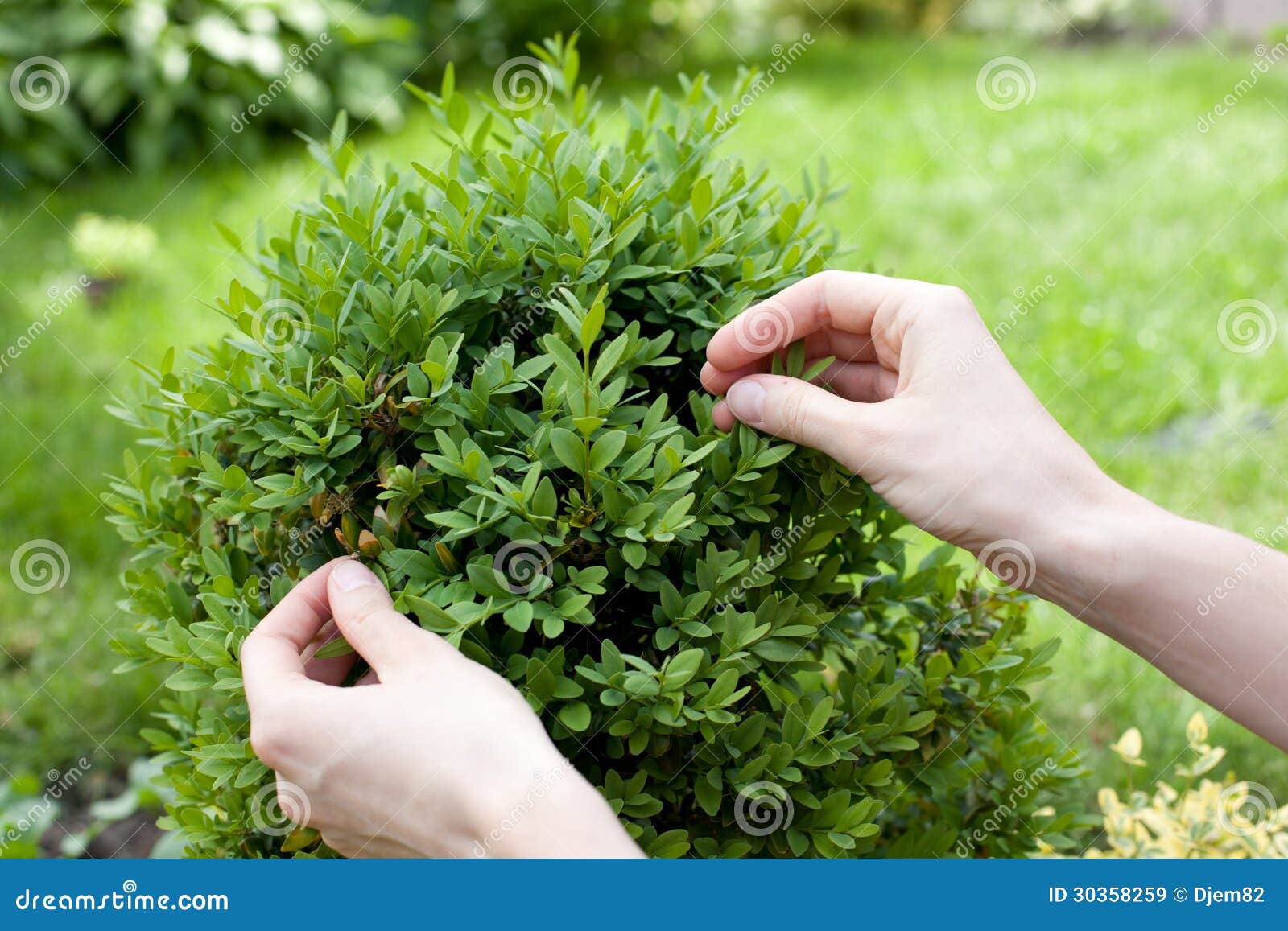 Bush with hands stock image. Image of plants, gardening - 30358259
