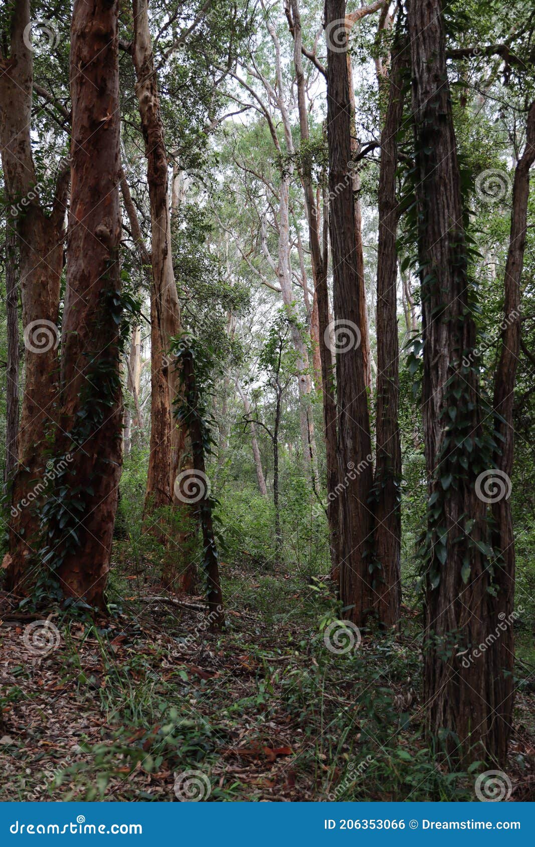 Thick forest trees stock photo. Image of leaf, plant - 206353066