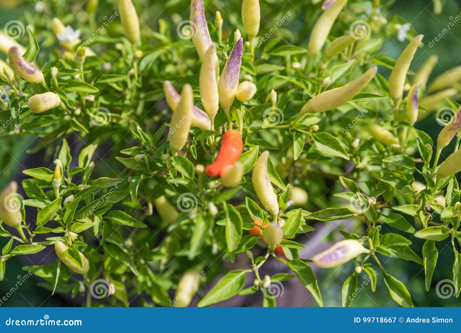 Hot chilli stock image. Image of ready, spicy, bush, chilli - 99718667